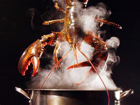Do lobsters feel pain when you boil them? [2022] | QAQooking.wiki