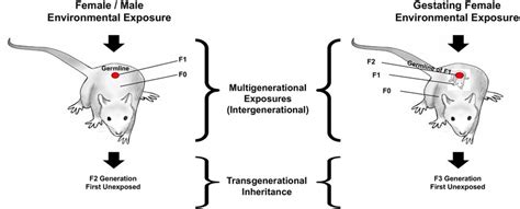 Environmentally Induced Transgenerational Epigenetic Inheritance Download Scientific Diagram