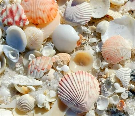 I Found Shells At Navarre Beach In Florida At A Less Visited Beach