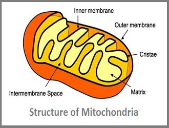 Why Are Mitochondria Known As The Powerhouse Of The Cell
