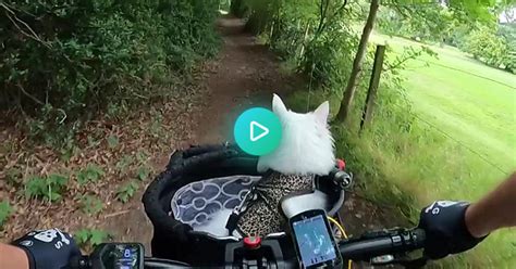 Escaping The Forest And Heading Back Home Album On Imgur