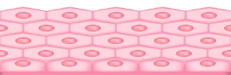 Squamous Cell The Definitive Guide Biology Dictionary