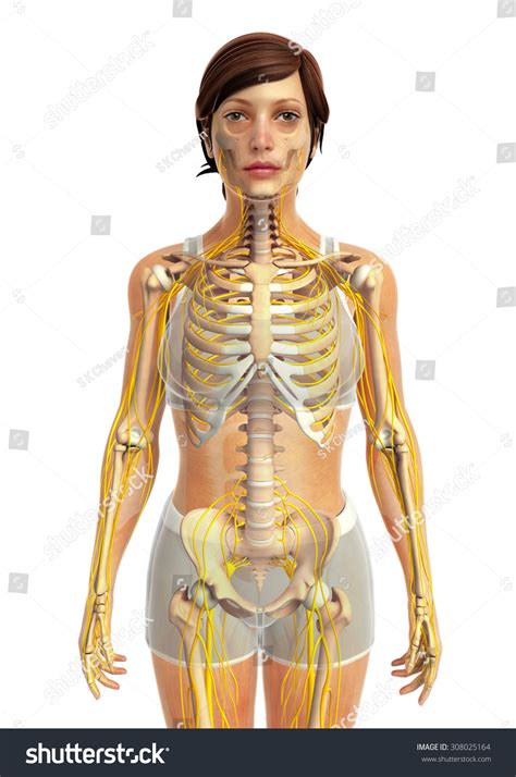 3d Rendered Illustration Female Skeletal System Stock Illustration