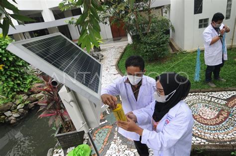 Inovasi Teknologi Pengusir Burung Hama Padi Antara Foto