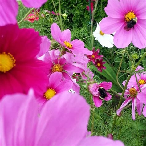 Rita Nicholson Youtube