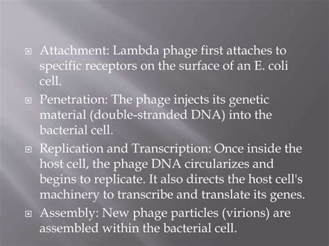 Lambda Phage Reproduction Ppt