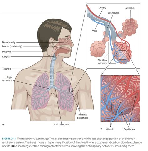 Human Body Function In Lungs At Byron Wells Blog