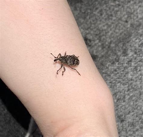 Tiny Friend Had Trouble Flying Rweeviltime