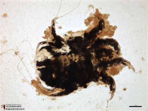 Psoroptes Sp Mites Monster Hunters Guide To Veterinary Parasitology