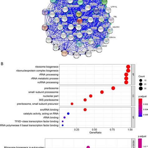 Functional Enrichment Analyses Of The Degs Between The Two Groups And