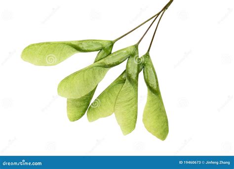 Maple Seeds Stock Image Image Of Tree Seed Seeds Plant 19460673