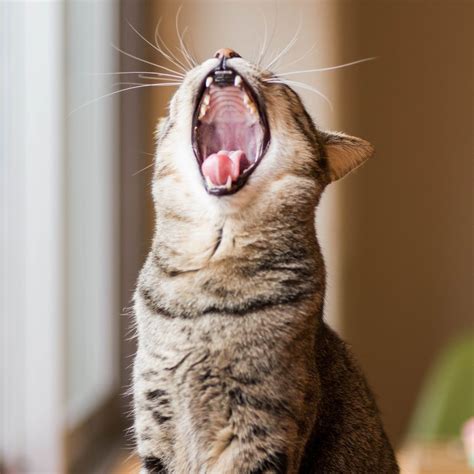 Cat Wont Stop Meowing Tips To Deal With Excessive Meowing And Yowling
