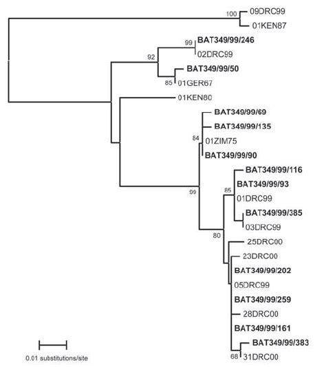 Phylogenetic Analysis Created By Using A Neighbor Joining Algorithm Download Scientific Diagram