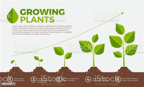 성장 하는 식물의 다른 단계입니다 벡터 만화 스타일의 일러스트 레이 션 성장 개념에 대한 스톡 벡터 아트 및 기타 이미지 성장 개념 식물 파종 Istock