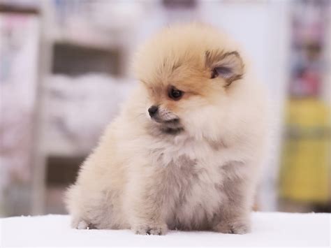 ポメラニアン 】スーパーウルトラ級のプレミアムなたぬきポメラニアン！！！ マルワンblog ペットショップ マルワン 小さめ子犬 美形な子猫 初心者安心のサポート