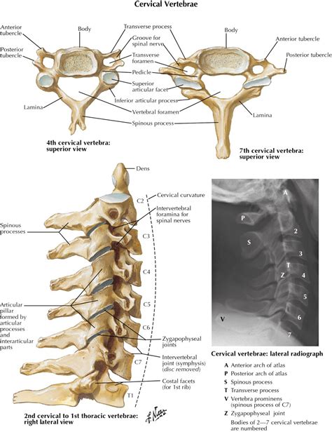 Transverse Process Cervical Vertebrae