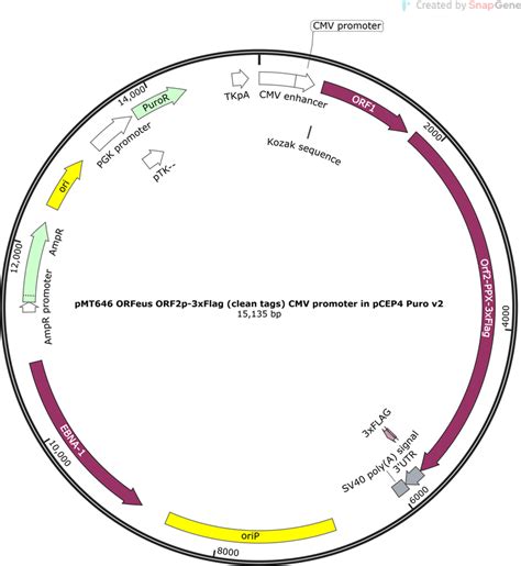 Addgene Pmt646 Human L1 Orf2p 3xflag Orfeus Hs Cmv Promoter In