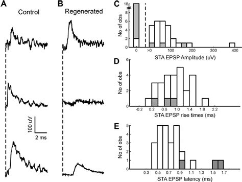 Major Reduction In Functional Synaptic Connectivity Between Afferents