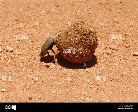 Keep On Rolling A Dung Beetle Upside Down Playing With Droppings