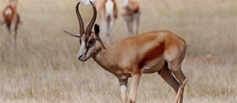 Copper Springbok Hunting Trips