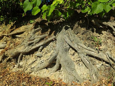 Tree Roots Visible Through Ground In Forest Stock Photo Image Of Plant Background 255227738