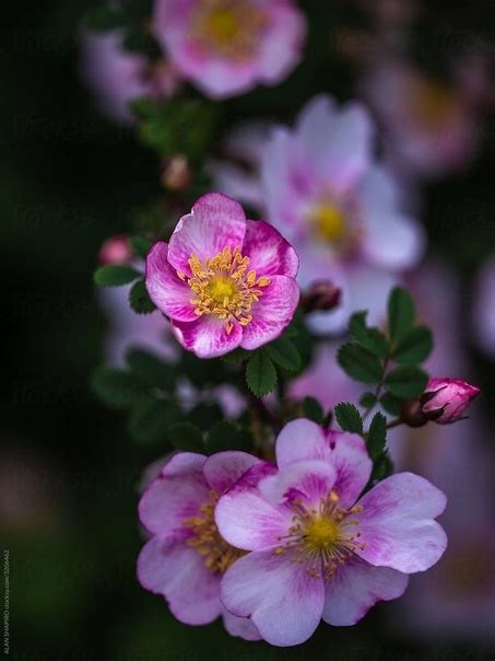 Нужно уметь находить радость во всём в небе в деревьях в цветах Цветы цветут всюду для всех