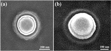 Frontiers Dielectrophoretic Capture Of Escherichia Coli And Boar Sperms Using Ulsi Fabricated