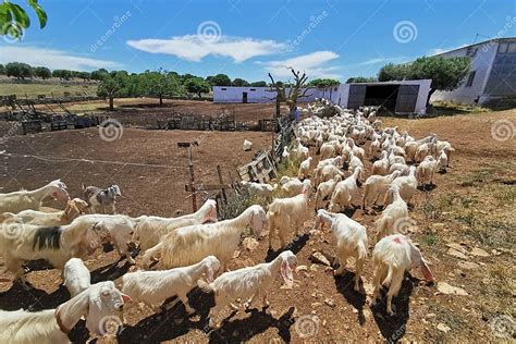 A Herd Of Goats Comes Back From Pasture In A Farm In The Selva Di