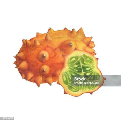 오쿠이스 메투라이프러스 의 전체 및 슬라이스를 익혀 흰색 배경에 고립 된 손으로 그린 식물 수채화 그림 그림 0명에 대한 스톡 벡터 아트 및 기타 이미지 Istock
