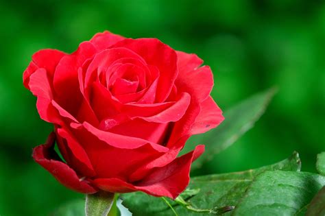 꽃 장미 꽃잎 Pixabay의 무료 사진 Pixabay