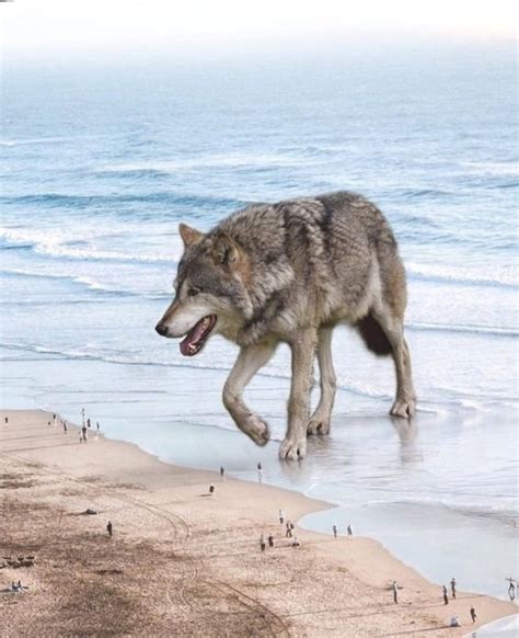 Серый волк , зубами щелк ..... | Animals, Beautiful wolves, Animals wild