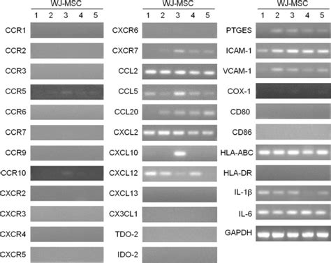 Basal Gene Expression In Wj Mscs Qpcr Products Of Untreated Wj Msc Download Scientific Diagram