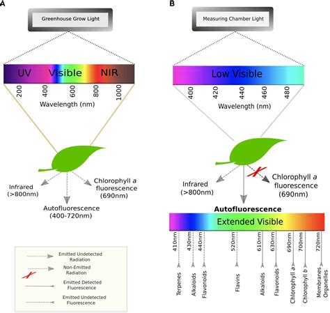 Frontiers Stress Phenotyping Analysis Leveraging Autofluorescence Image Sequences With Machine