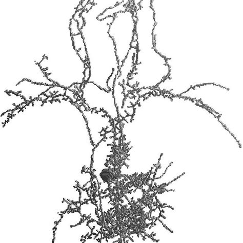 The Surface Skeleton And The Simplified Surface Skeleton Top The Download Scientific Diagram