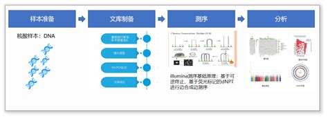全基因组重测序 （wgs） 基因组测序 上海旭燃生物科技有限公司