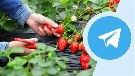 IoT Pertanian Monitoring Kualitas Tanah Di Kebun Strawberry