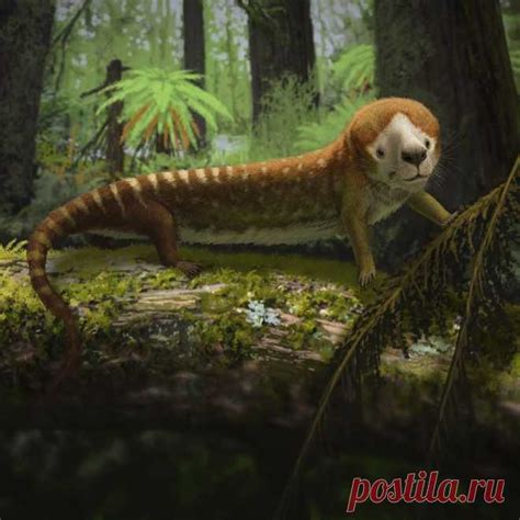 Знакомимся с жителями юрского периода Олигокифус (Oligokyphus) — один ...