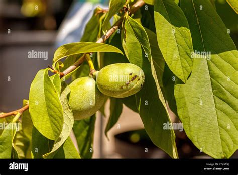 Hardy Banana High Resolution Stock Photography And Images Alamy