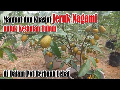 Ketahui 6 Manfaat Jeruk Nagami Yang Bikin Kamu Penasaran Discover News