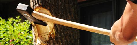 Things In Days Blog Archive Cut Down A Tree With An Axe