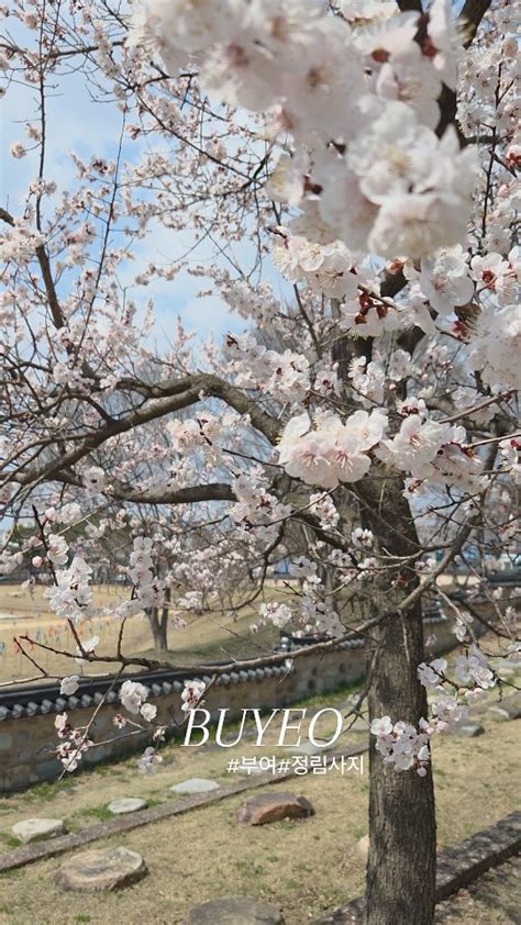 부여군 Buyeo Gun 부여의 봄🌸 📷 정림사지 부여군 부여읍 정림로 83 봄의 시작을 알리는 벚꽃 이 조금씩 퍼어나기 시작 했어유😆 꽃과 조명의 아름다운 경관과