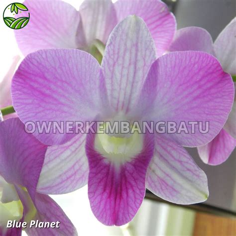 Jual Seedling Anggrek Dendrobium Pra Seedling Anggrek Dendrobium Anggrek Dendrobium Bulat