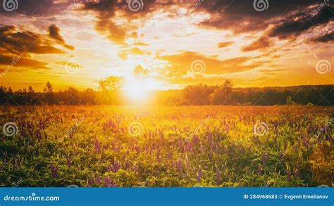 Sunset Or Sunrise On A Field With Wild Lupines And Wildflowers And