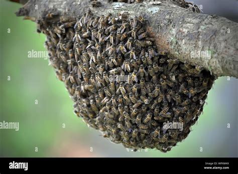 Natural Beehive On Tree Hi Res Stock Photography And Images Alamy