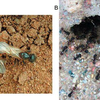 An Ant With Three Sexes Download Scientific Diagram