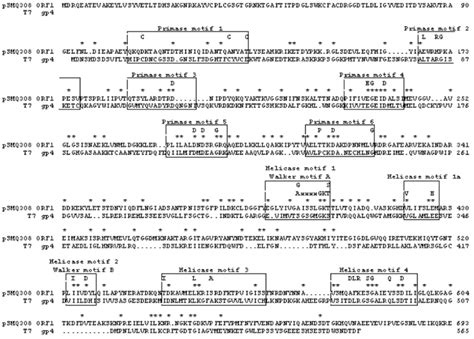 1 Comparative Sequence Analysis Between The Orf1 Of Psmq308 And The