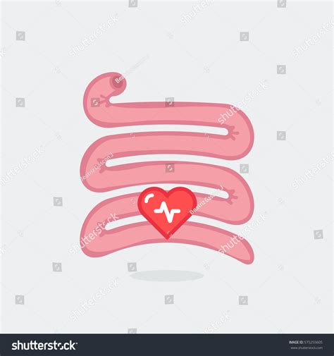 Small Intestine Vector Illustration Stock Vector Royalty Free Shutterstock
