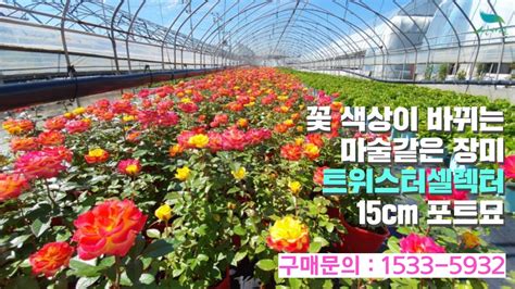 신바람 플랜트 협력농가 판매상품 꽃 색상이 바뀌는 마술같은 장미 트위스터셀렉터 15cm 포트묘 시골집매매 농가주택매매