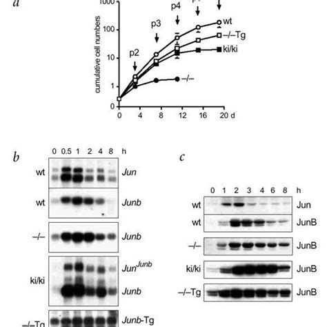 Pdf Junb Can Substitute For Jun In Mouse Development And Cell