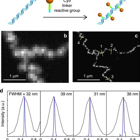 Super Resolution Fluorescence Imaging Of Dna Using Covalently Download Scientific Diagram
